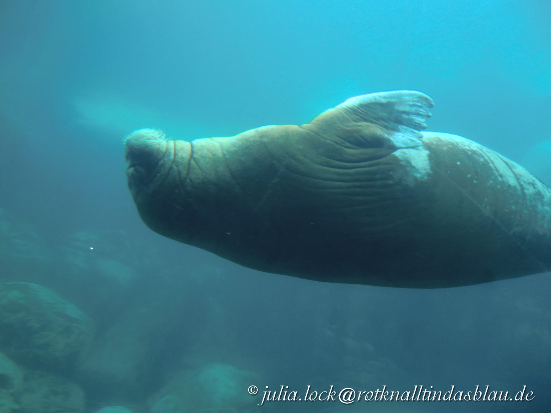 Walrösser – Rot knallt in das Blau