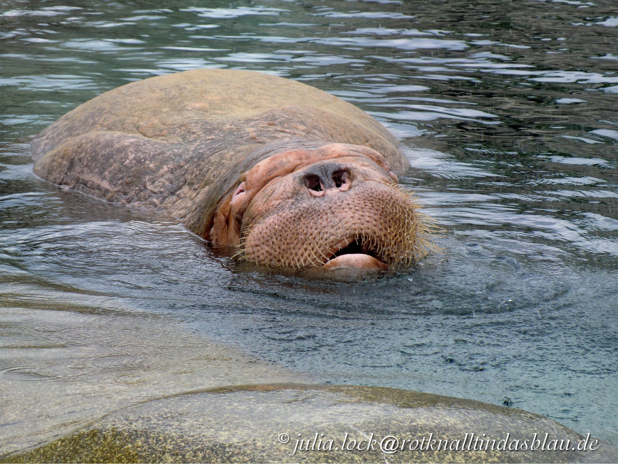Walrösser – Rot knallt in das Blau